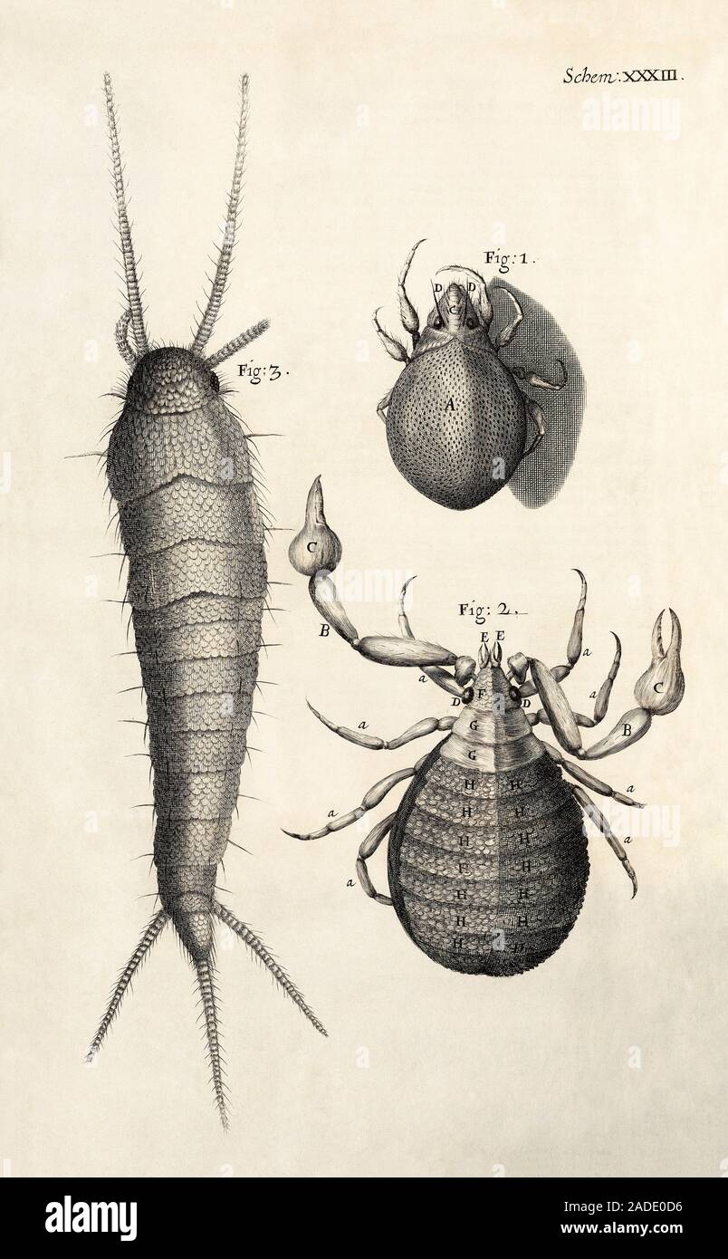Arthropods in Hooke's 'Micrographia'. 17th-century illustration of the ...