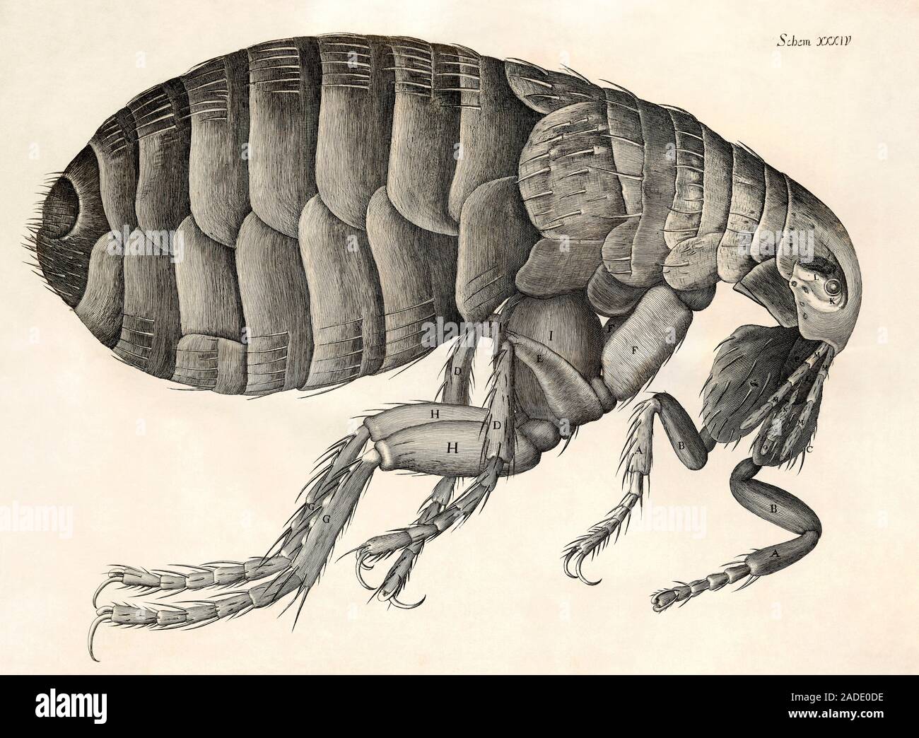 Flea in Hooke's 'Micrographia'. 17th-century illustration of the ...