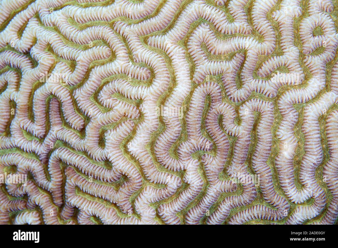 Coral surface. Corals are small colonial invertebrate animals ...