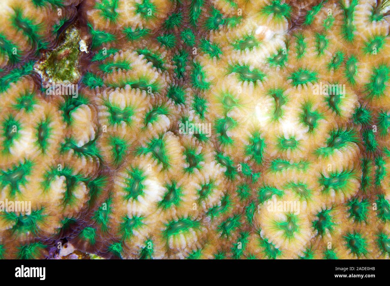 Coral surface. Corals are small colonial invertebrate animals ...