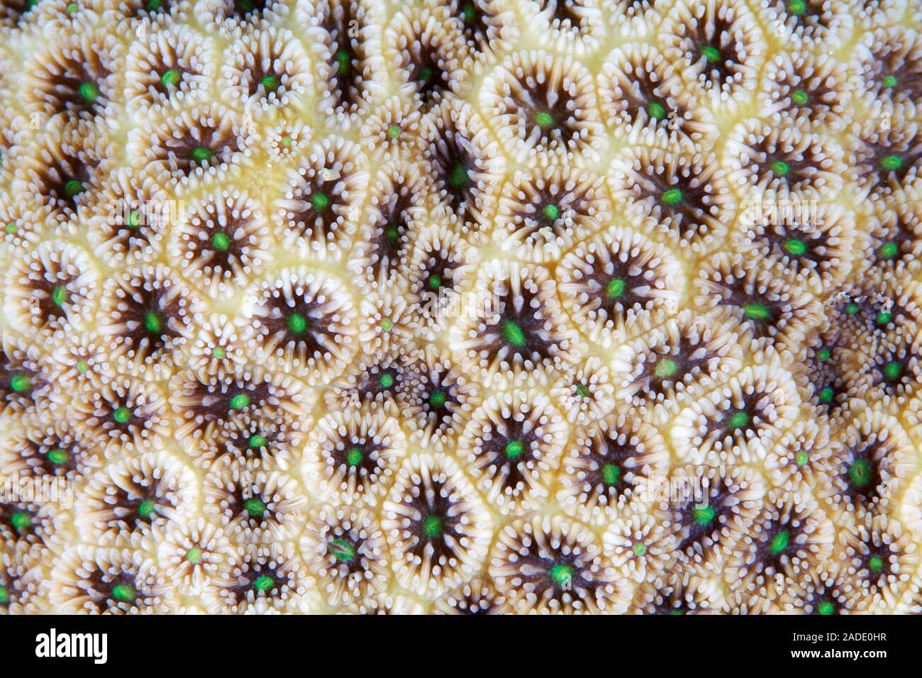 Coral surface. Corals are small colonial invertebrate animals ...