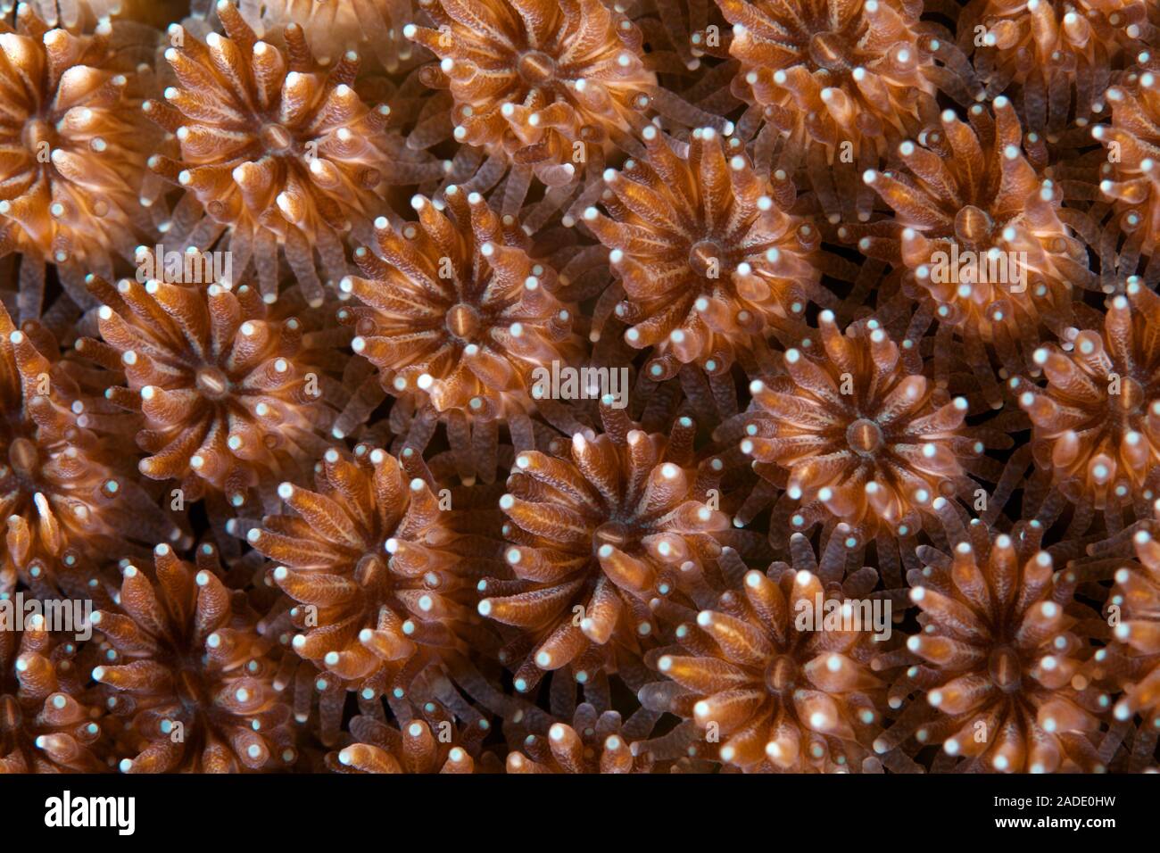 Coral surface. Corals are small colonial invertebrate animals ...