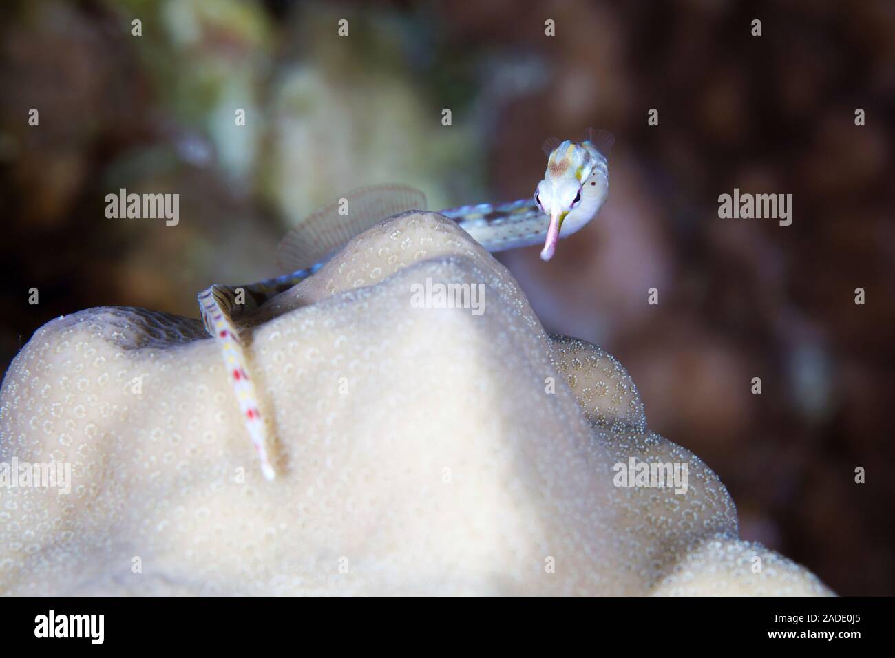 Corythoichthys pipefish on a coral reef. Pipefish feed on small ...