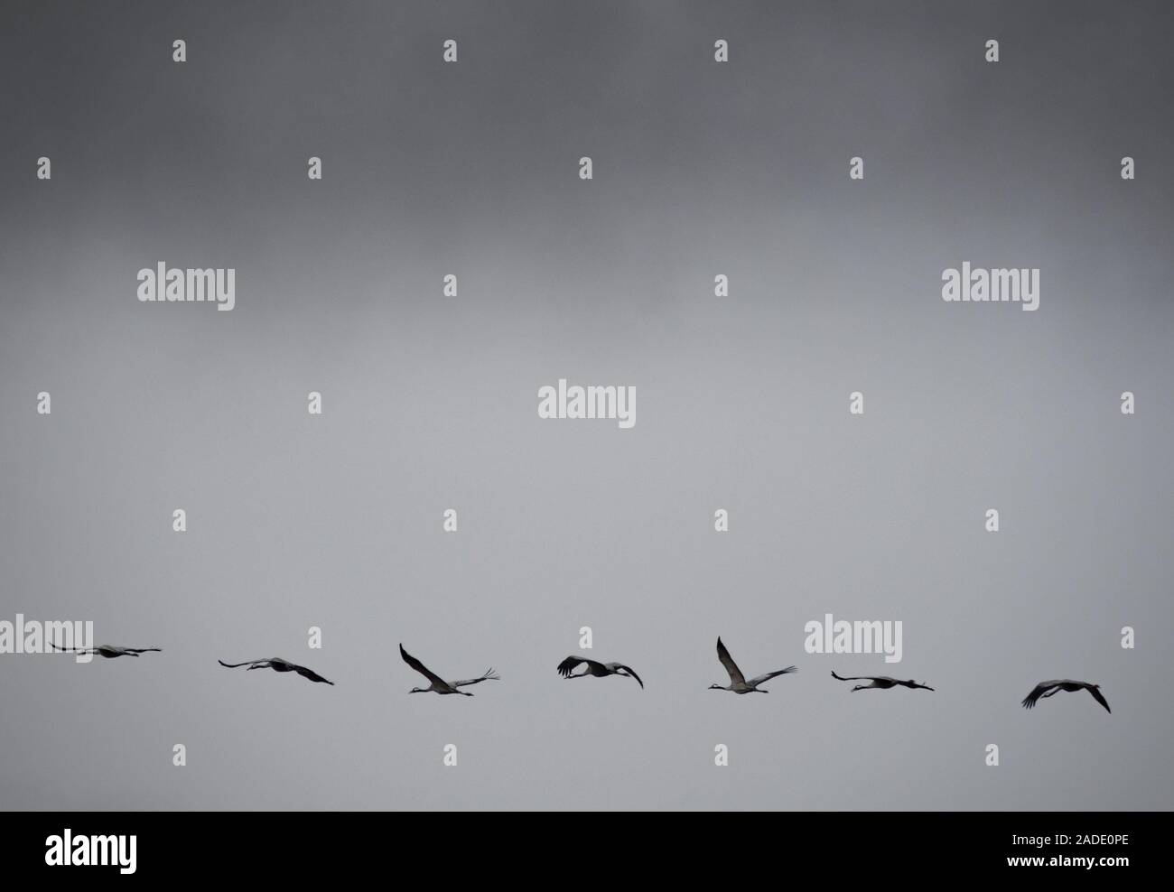 Cranes flying under the storm, profile view Stock Photo - Alamy