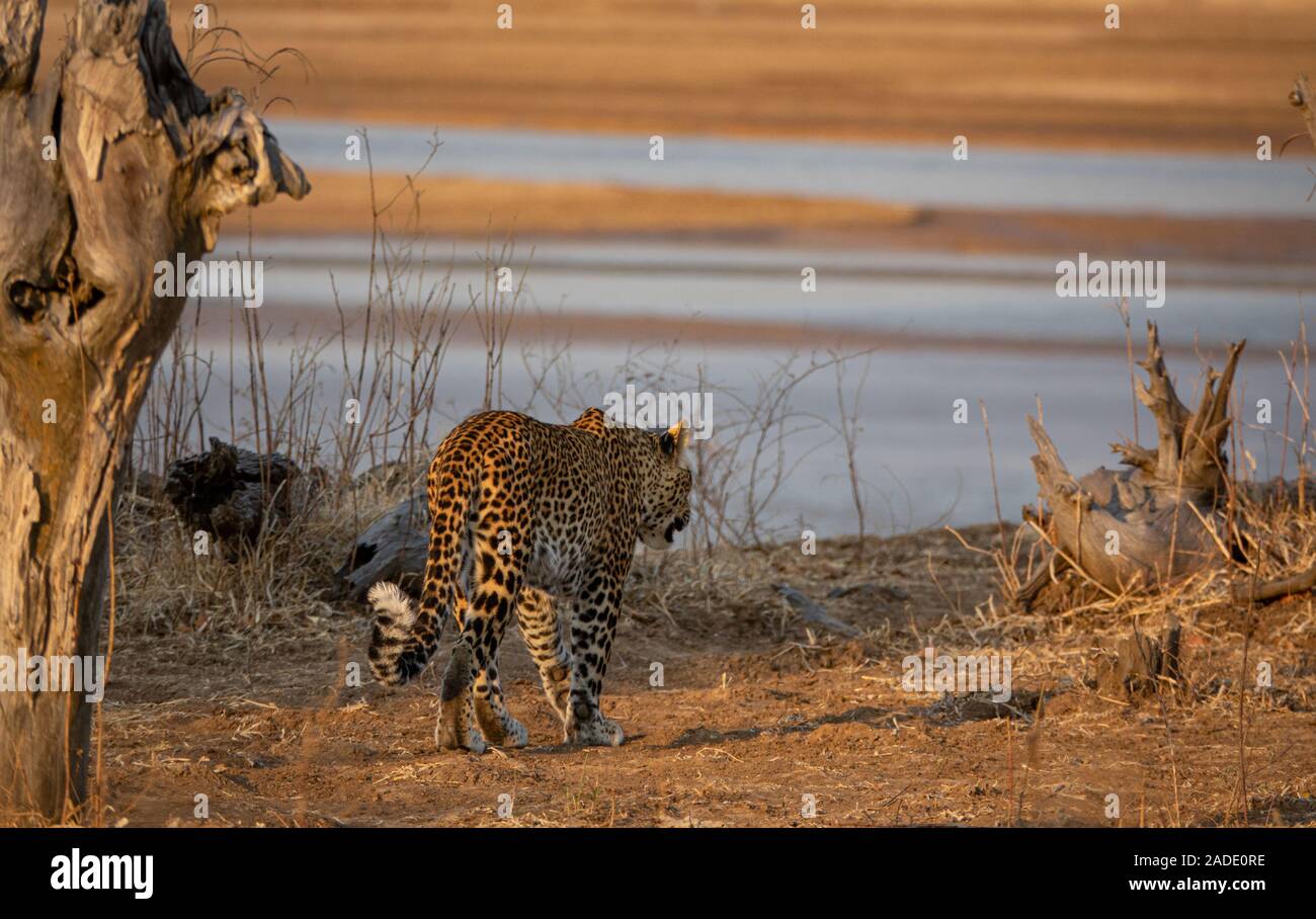 Walking patrol hi-res stock photography and images - Alamy