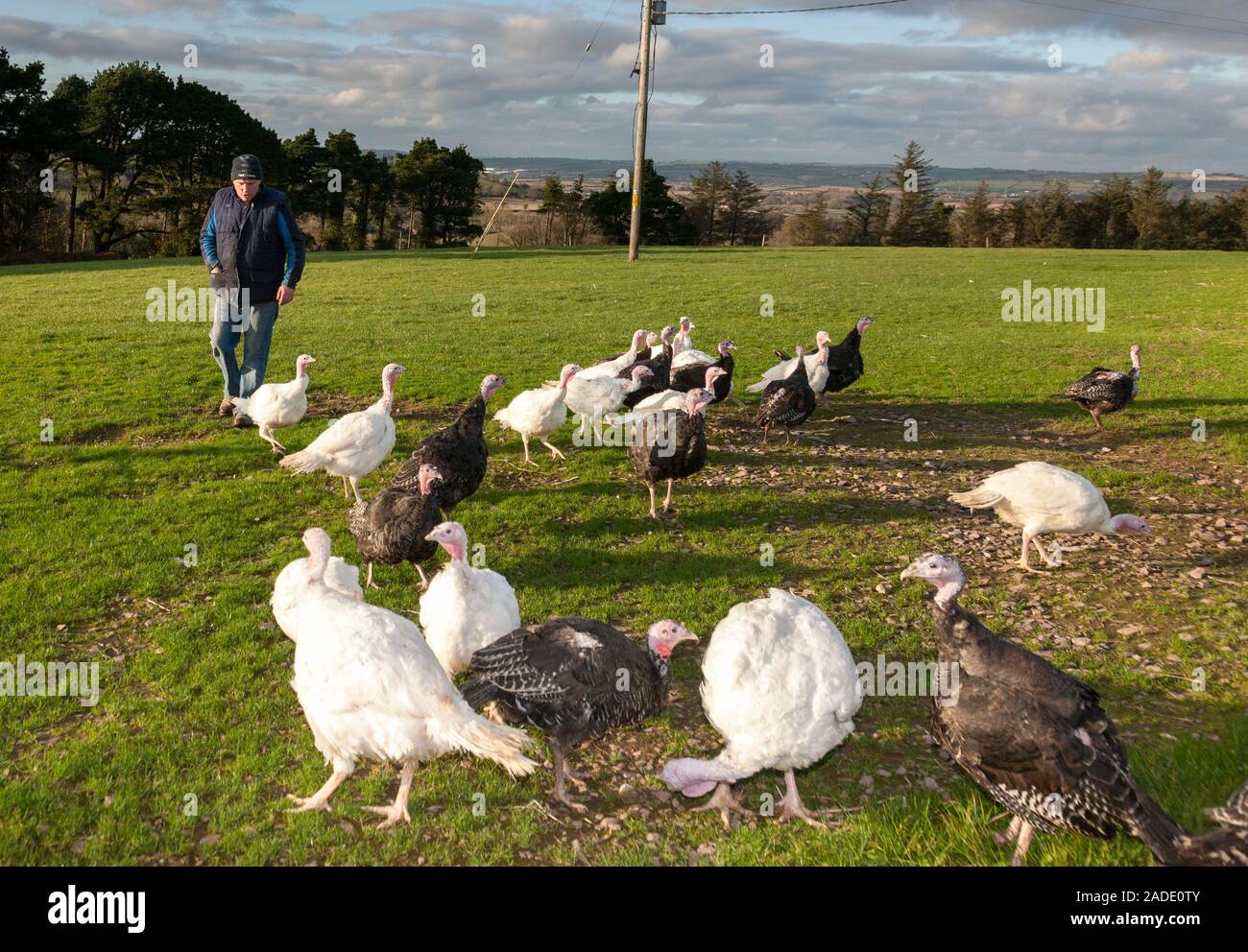 Day night on farm hi-res stock photography and images - Alamy