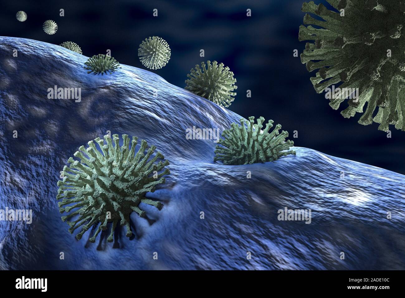 Illustration of viruses infecting a host cell. In order to multiply, a ...