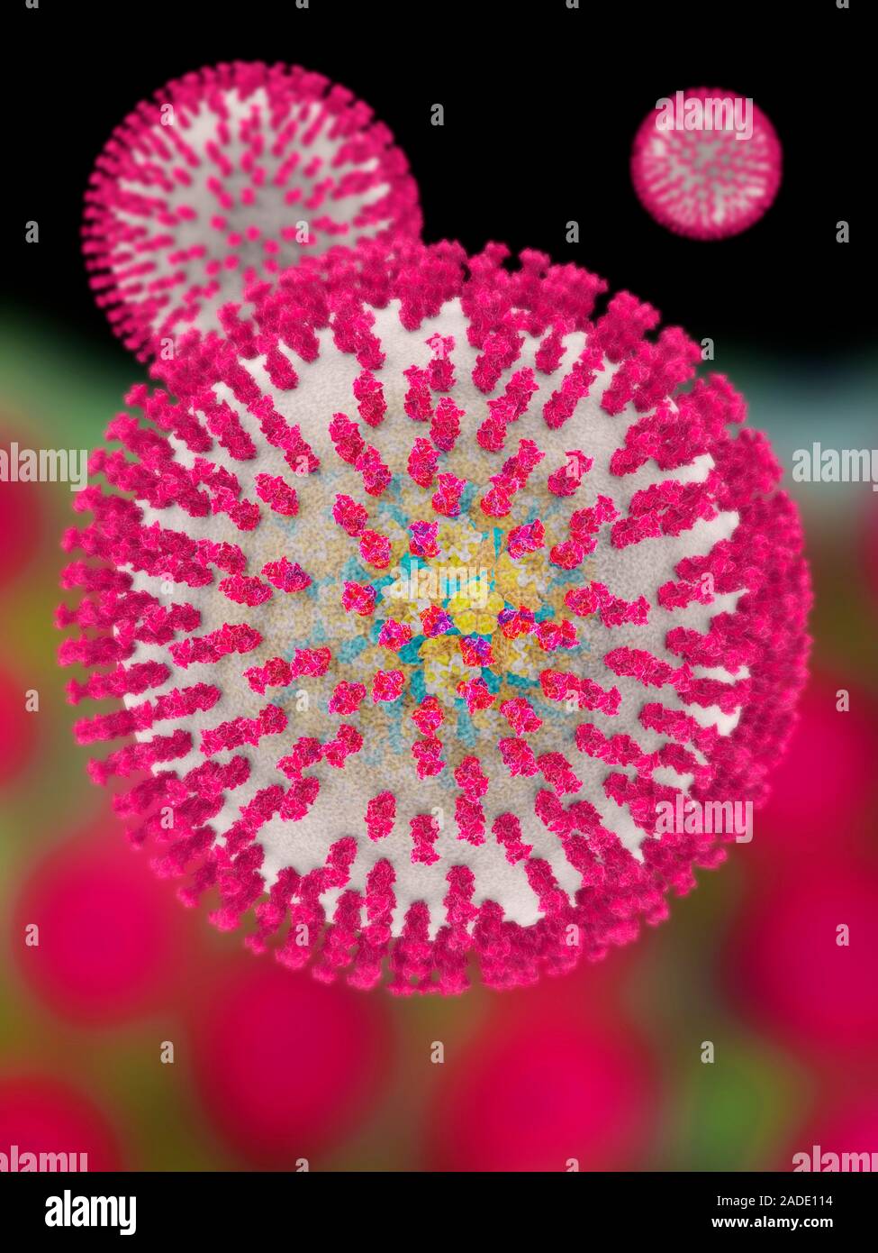 Herpes simplex virus, molecular model. The core protein is usually ...