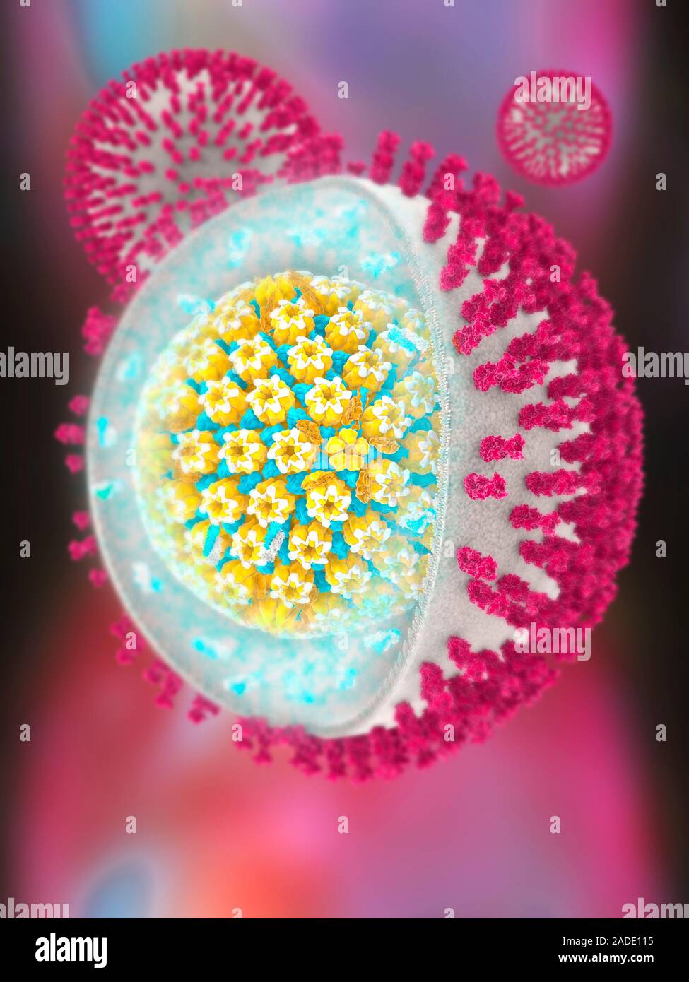 Herpes simplex virus, molecular model. The core protein is usually ...