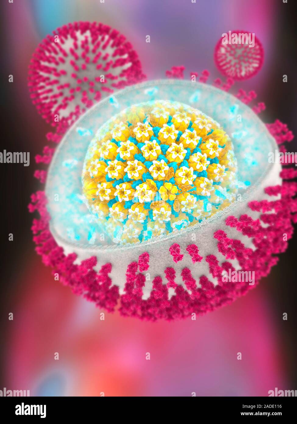 Herpes simplex virus, molecular model. The core protein is usually ...