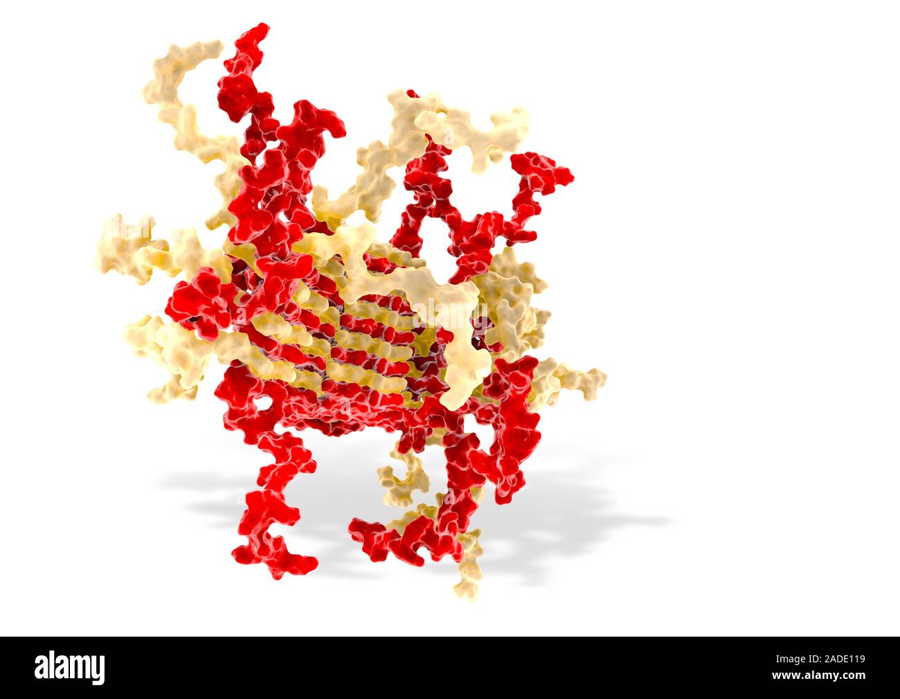 Synuclein protein in Parkinson's disease, molecular model. The protein ...