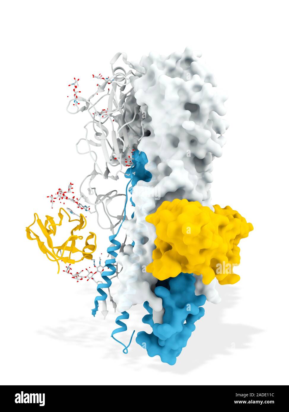 Multidomain antibody MD3606, molecular model. Illustration of camelid single-domain antibodies ...