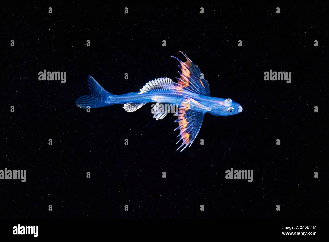 Larval stage of a fish. The eggs and larvae of fish are known as ...