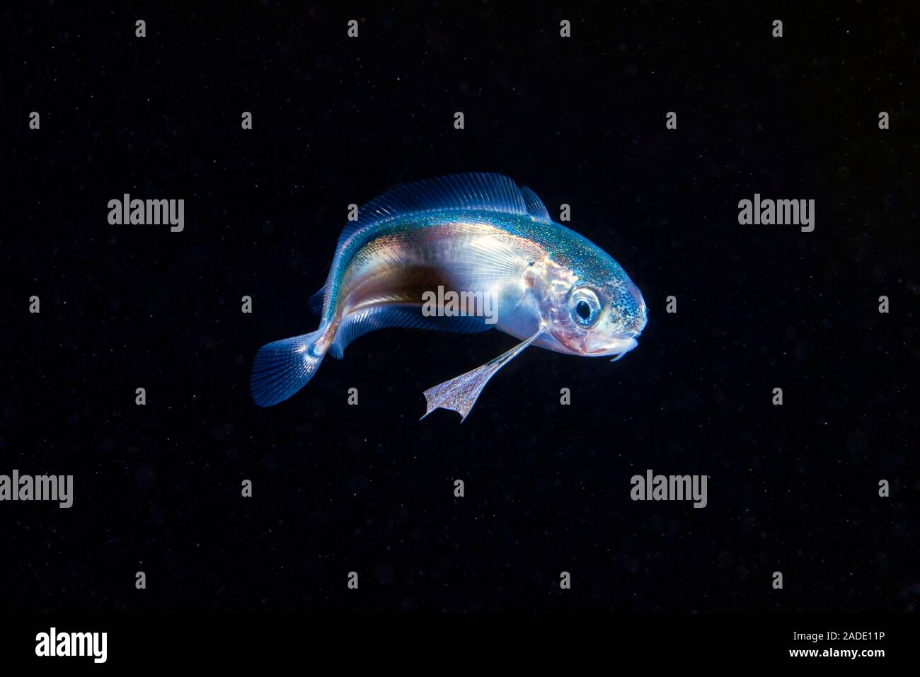 Young fish. As a fish develops from an egg to its juvenile and then ...