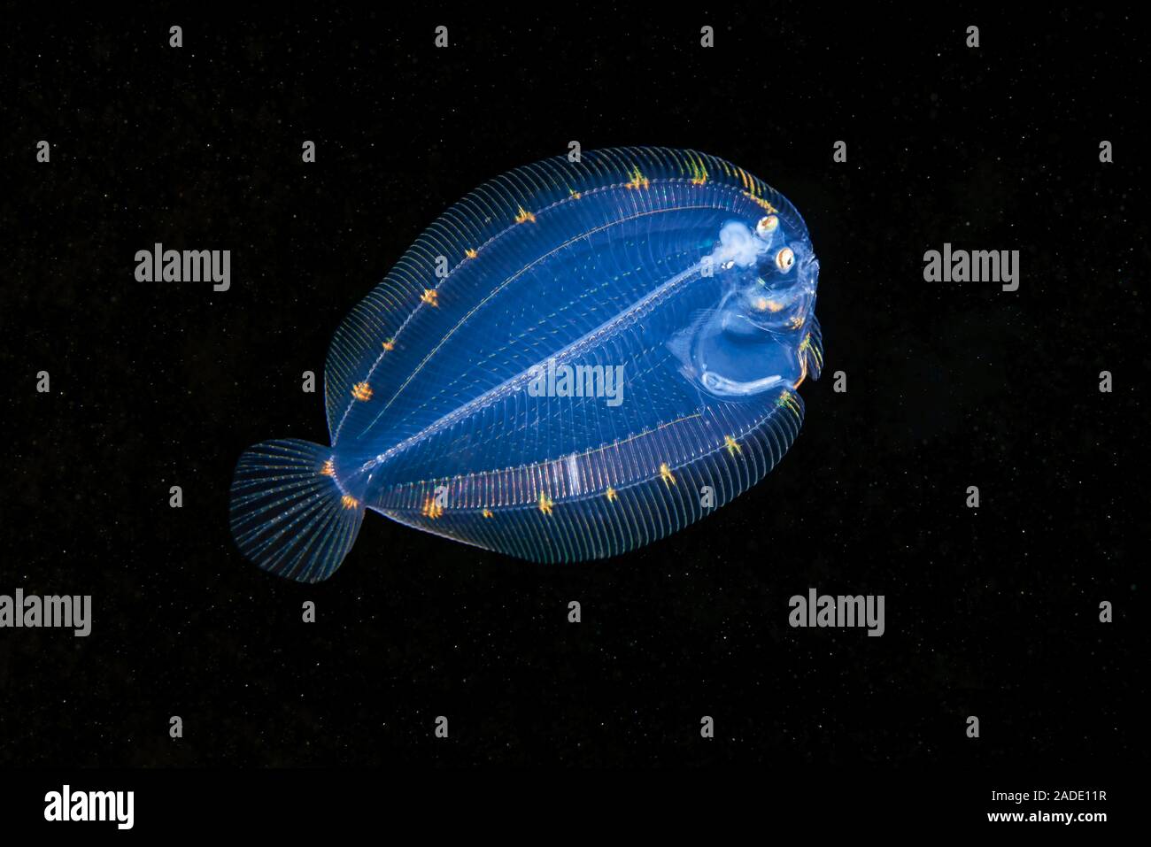 Larval stage of a flatfish. The eggs and larvae of fish are known as ...