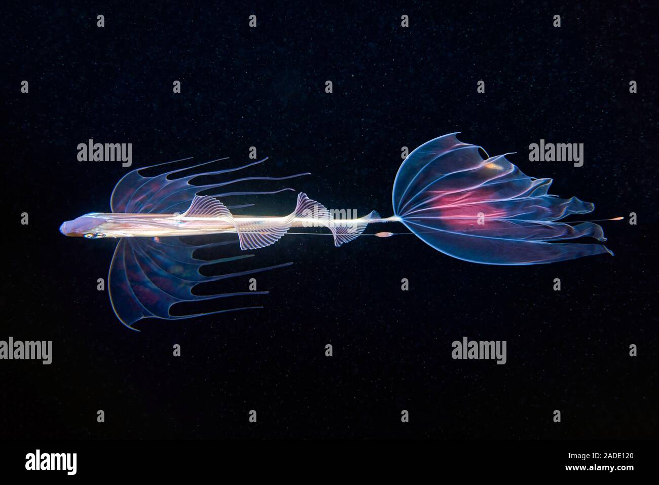 Mediterranean dealfish (Trachipterus trachypterus). This is a ...