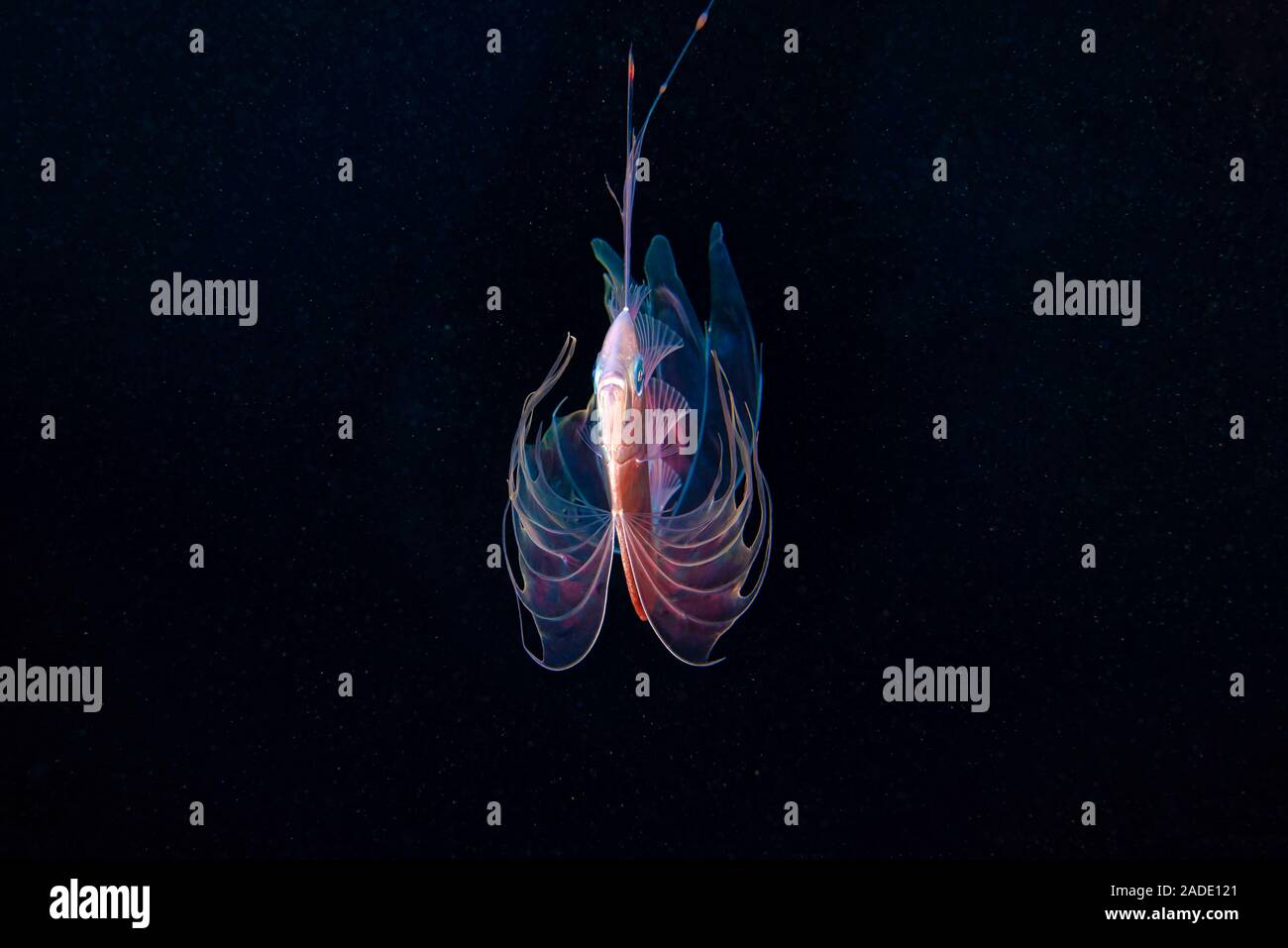 Mediterranean dealfish (Trachipterus trachypterus). This is a ...