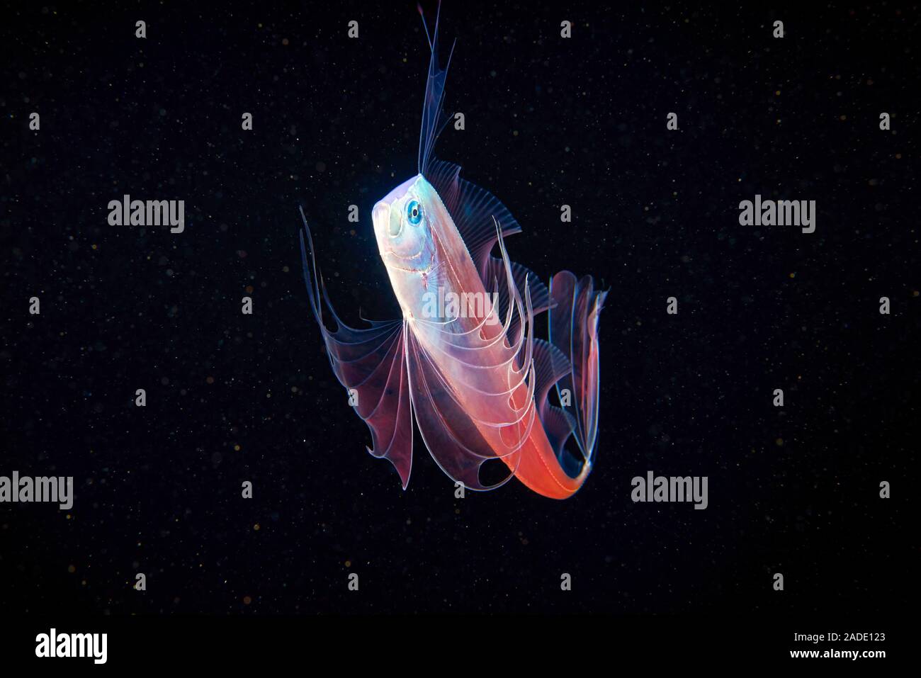 Mediterranean dealfish (Trachipterus trachypterus). This is a ...