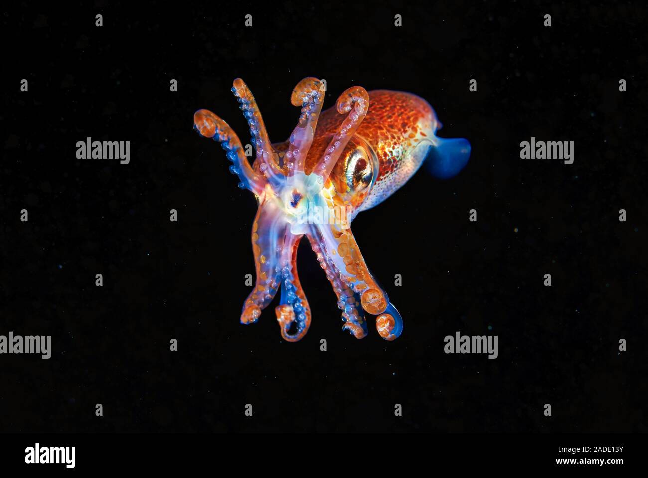 Aggressive Atlantic bobtail squid (Sepiola atlantica) at night in the ...