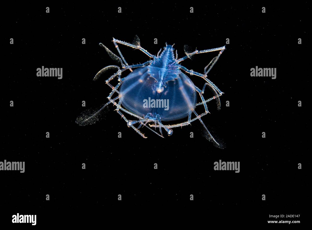 Lobster larva. Larval stage of a Phyllosoma lobster, floating in the ...