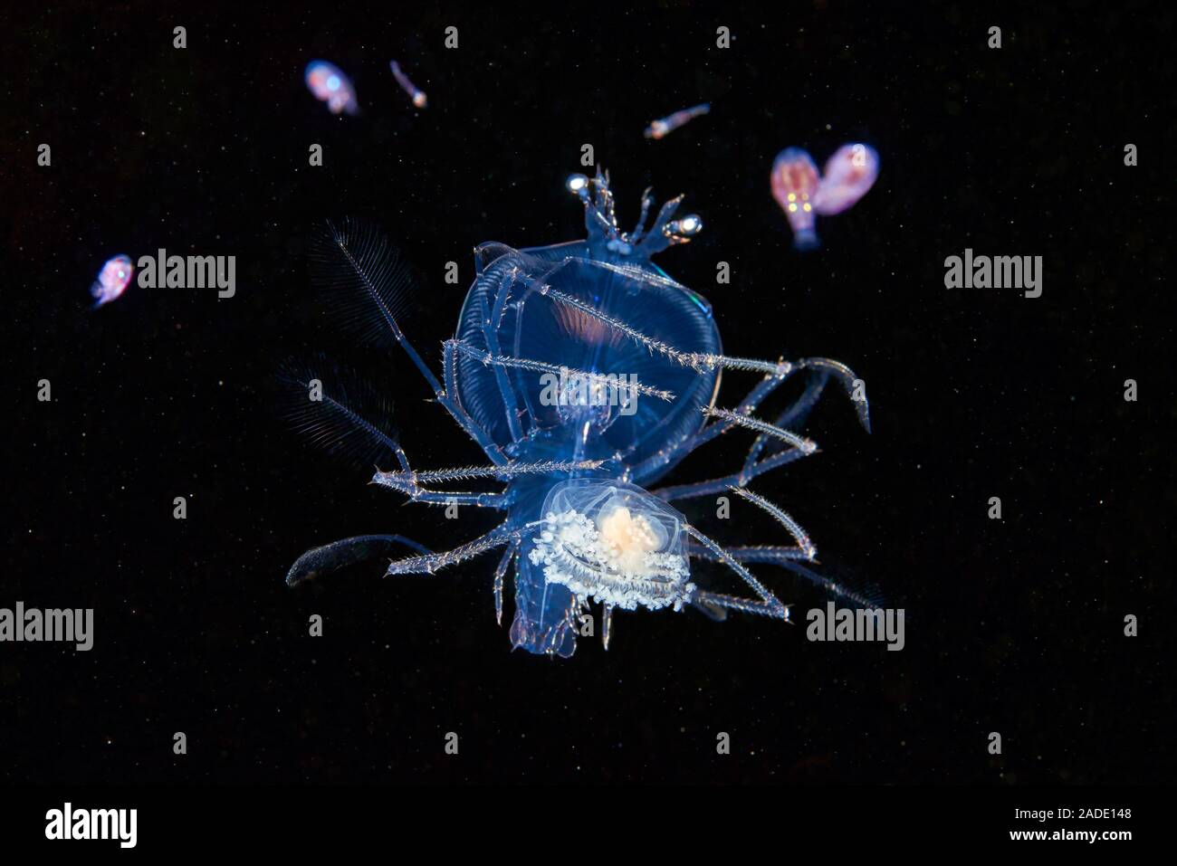 Lobster larva with other zooplankton. Larval stage of a Phyllosoma ...