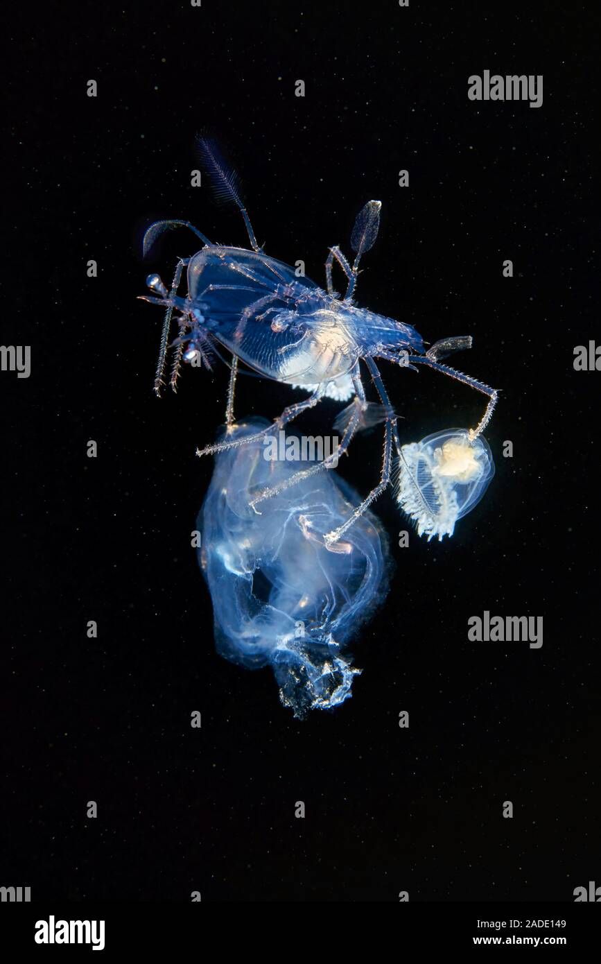 Lobster larva with other zooplankton. Larval stage of a Phyllosoma ...
