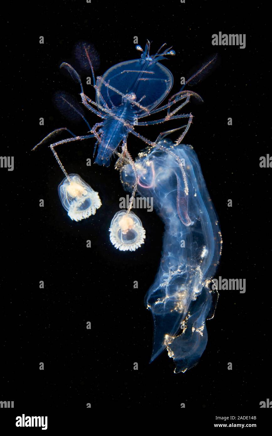 Lobster larva with other zooplankton. Larval stage of a Phyllosoma ...