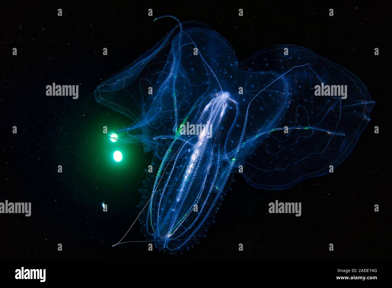 Leucothea comb jelly (Leucothea multicornis). Comb jellies are ...