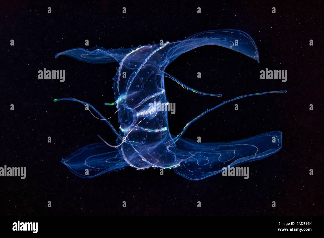 Leucothea comb jelly (Leucothea multicornis). Comb jellies are ...