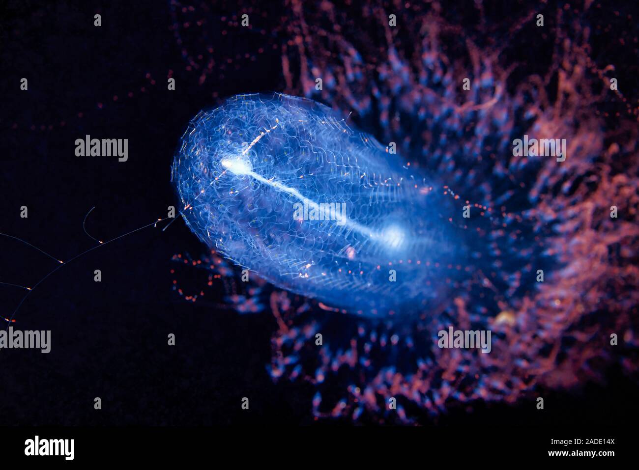 Red-spotted siphonophore colony. Colonial grouping of red-spotted ...