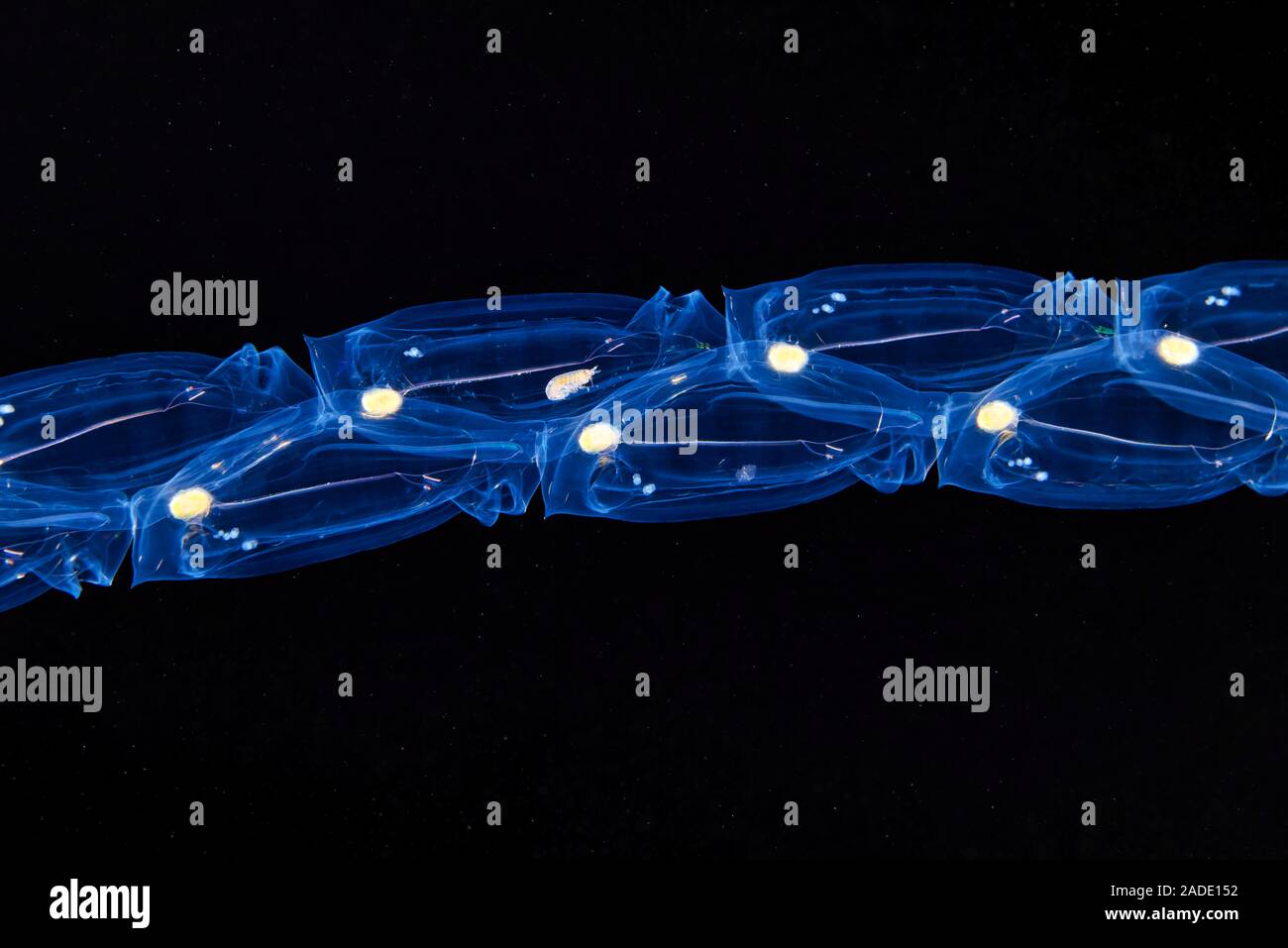 Salp colony. Salps are tubular shaped gelatinous marine animals (barrel ...
