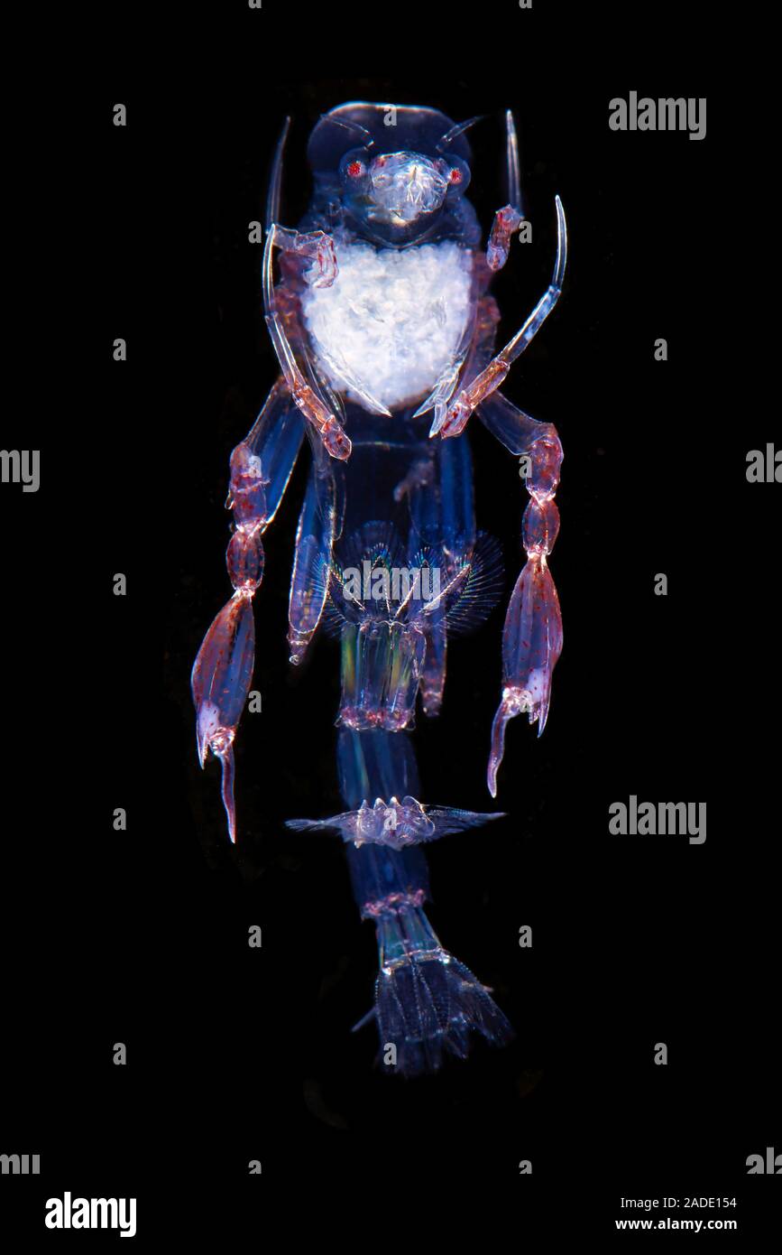 Phronima amphipod. Amphipods are small aquatic crustaceans, which form ...