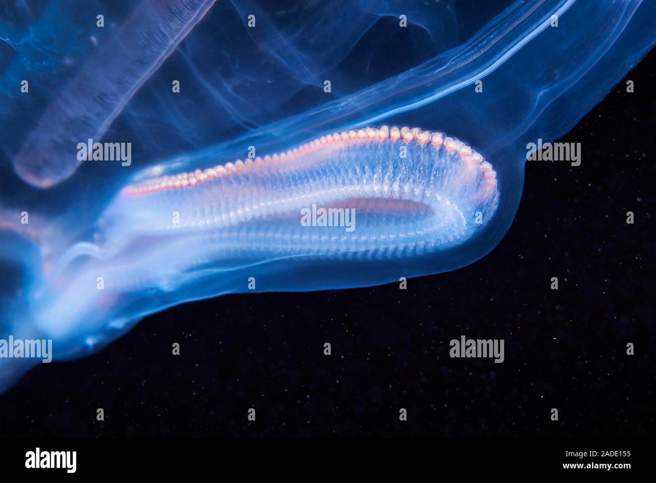 Blastozooid chain inside a salp. Salps are tubular shaped gelatinous ...