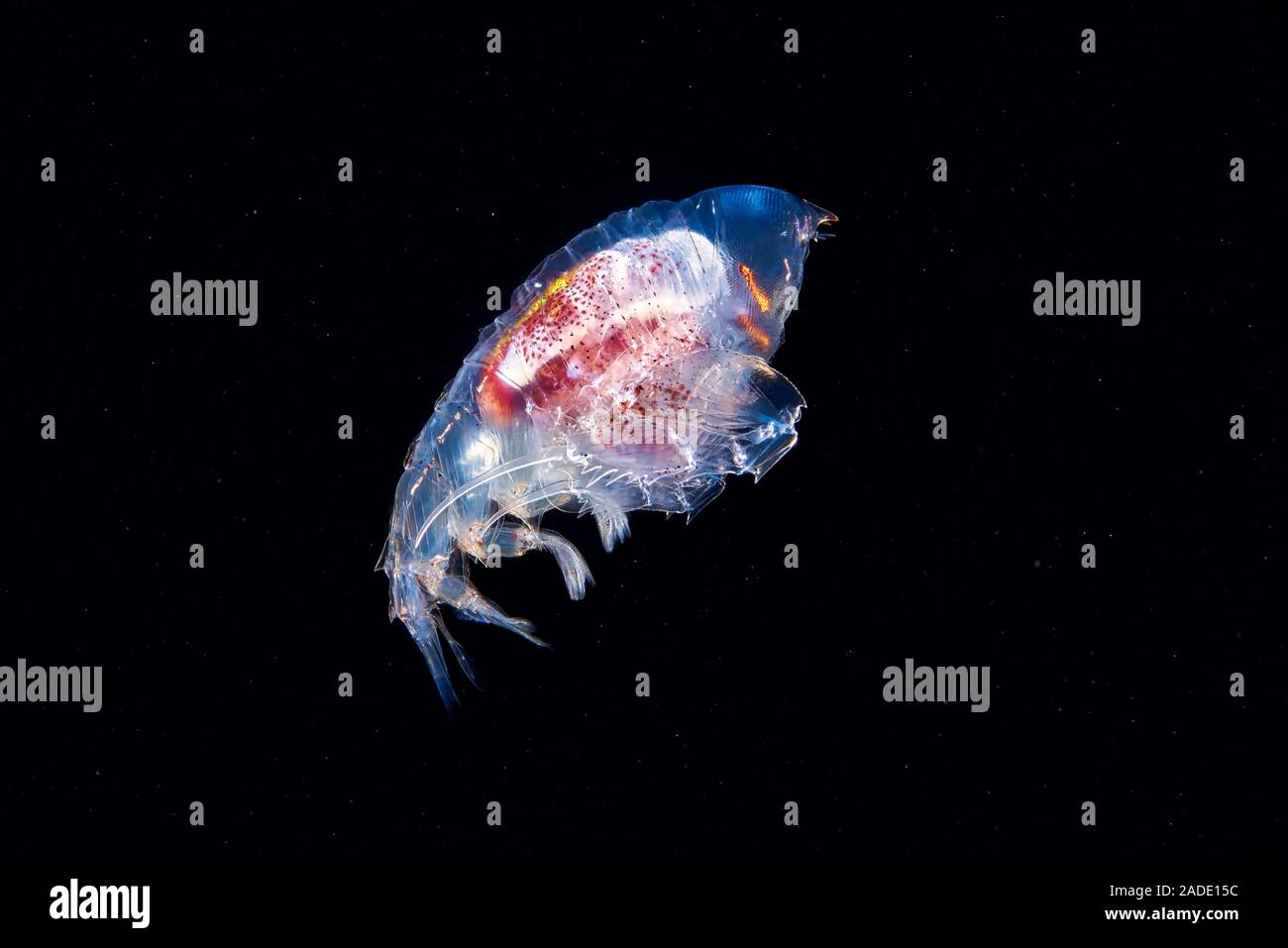 Phrosina amphipod crustacean (Phrosina semilunata). Amphipods are small ...