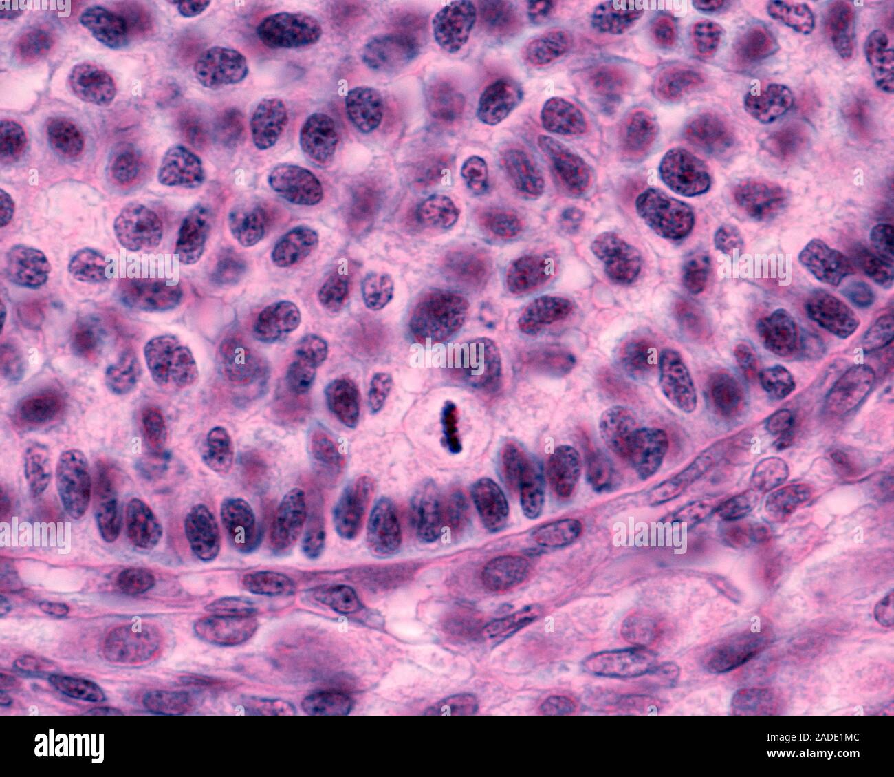 Mitosis in ovarian follicle, light micrograph. Granulosa layer of a ...