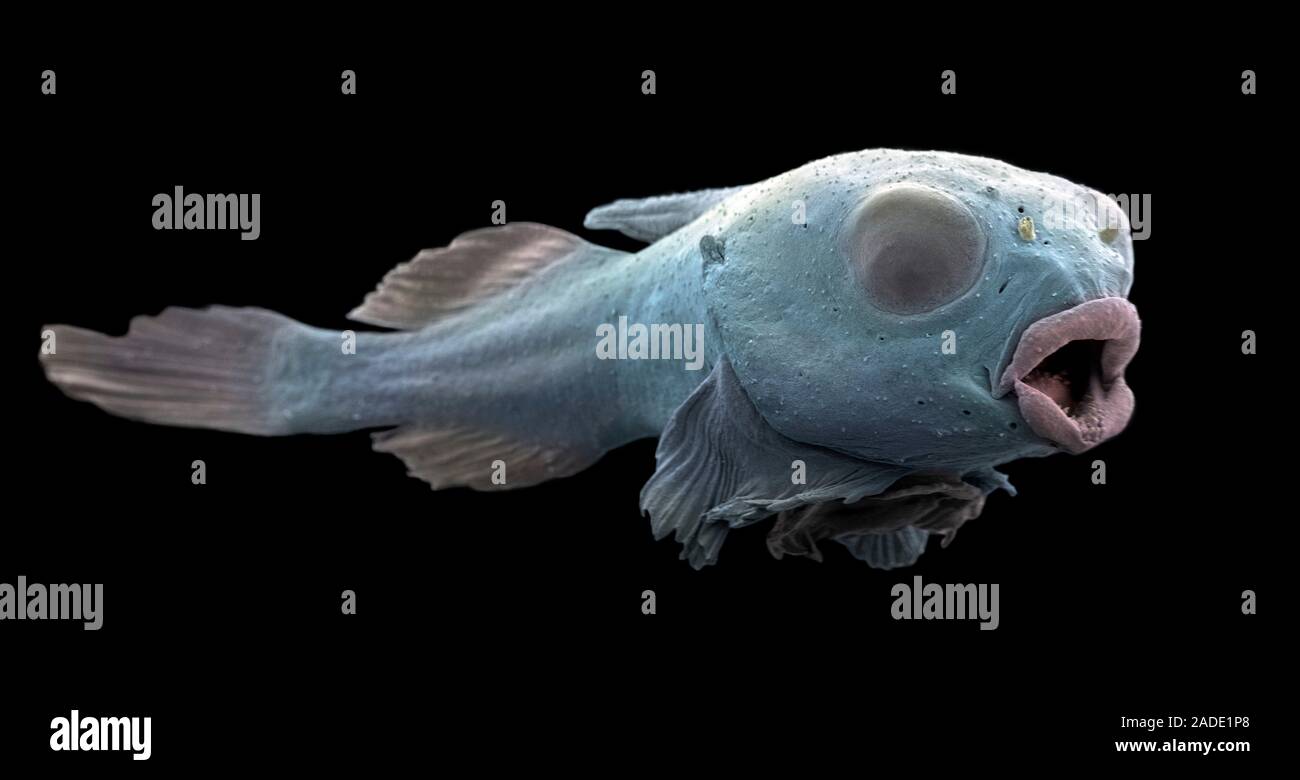 Coloured scanning electron micrograph (SEM) of a Lumpfish larva. The ...