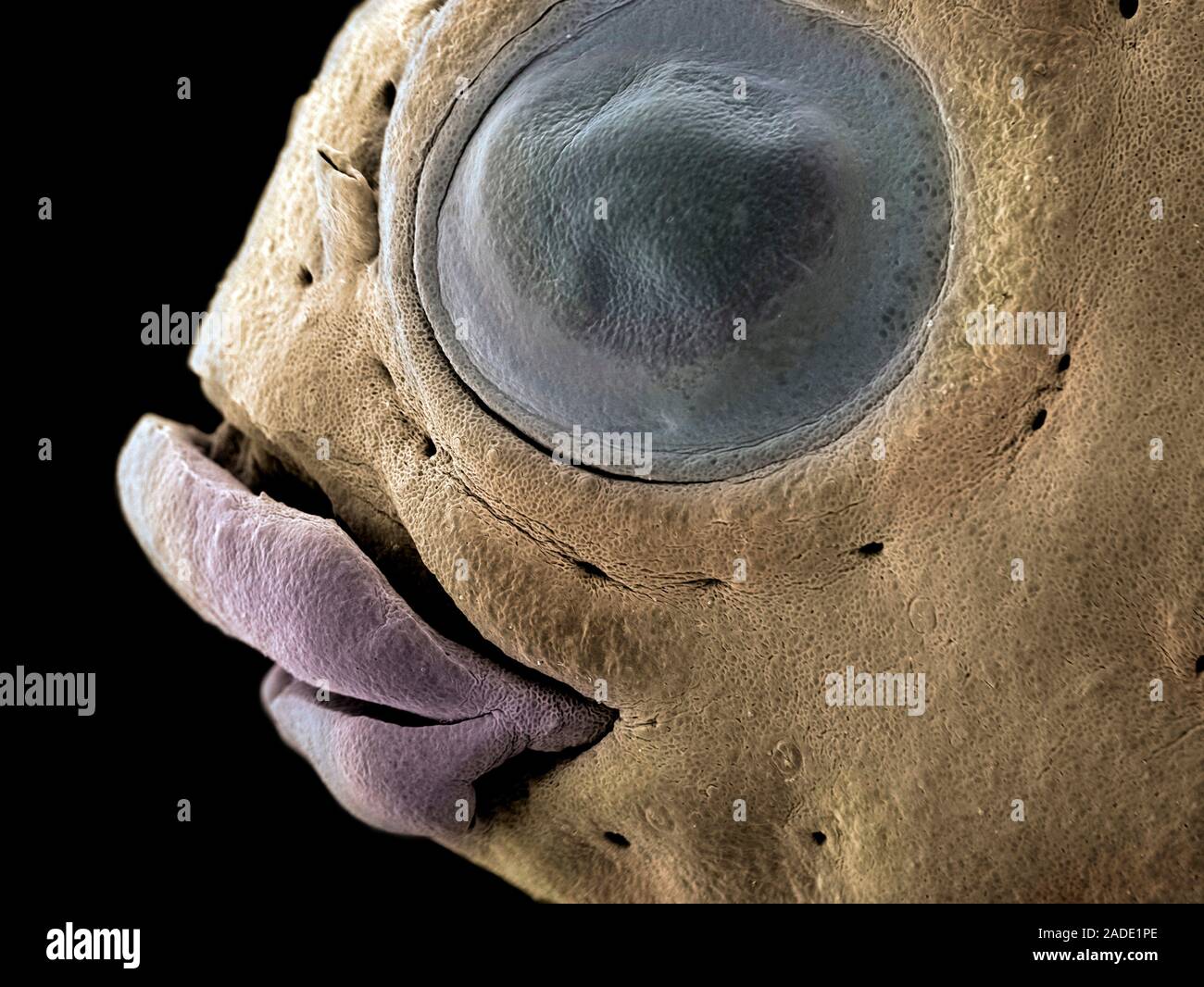 Coloured scanning electron micrograph (SEM) of a Lumpfish larva head ...