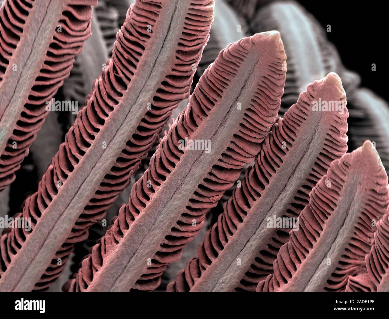 Coloured scanning electron micrograph (SEM) of salmon gill filaments ...