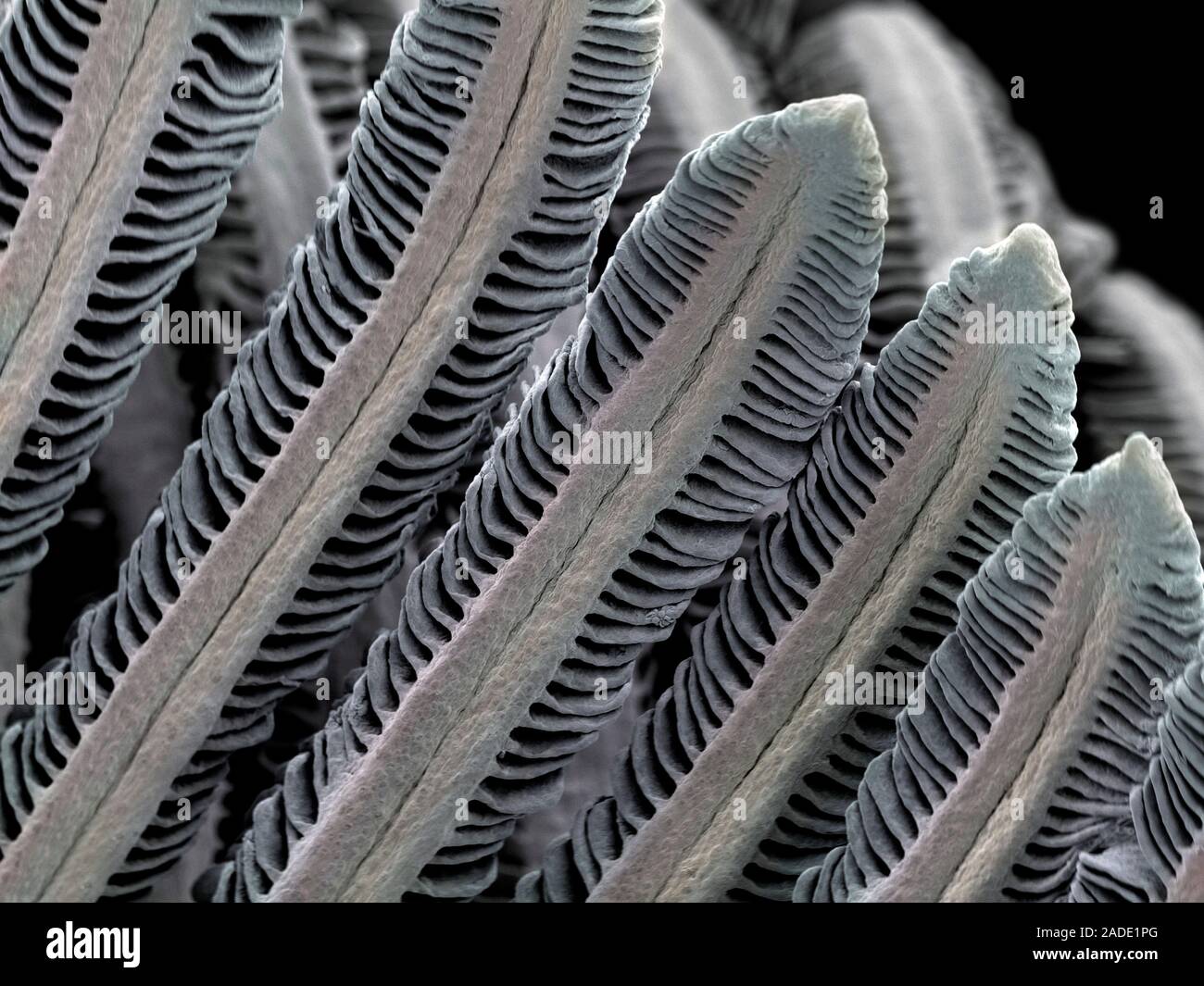 Coloured scanning electron micrograph (SEM) of salmon gill filaments ...