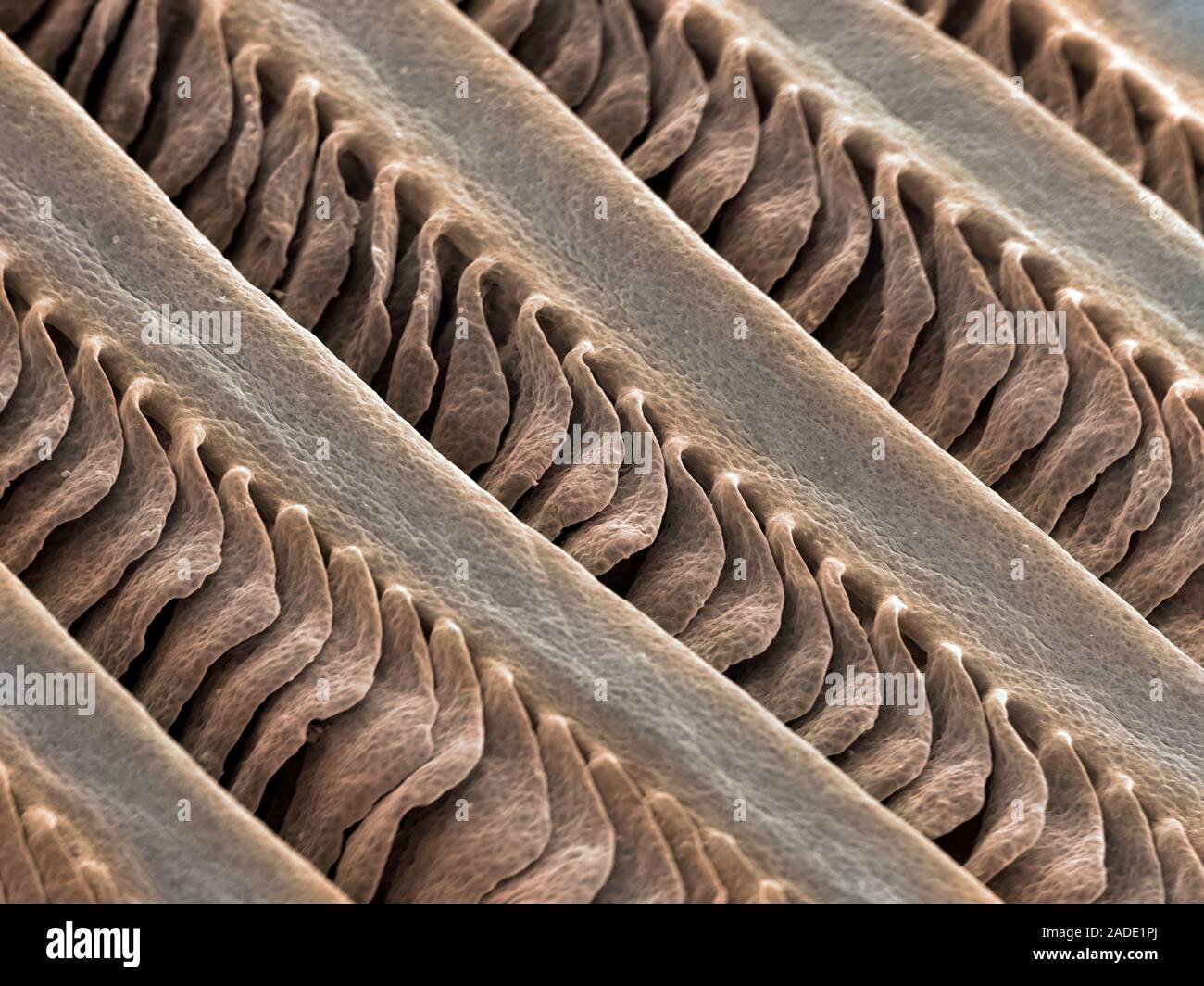 Coloured scanning electron micrograph (SEM) of salmon gill lamellae ...