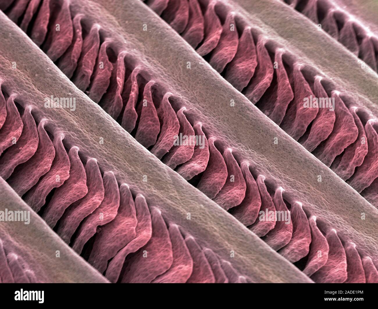 Coloured scanning electron micrograph (SEM) of salmon gill lamellae ...