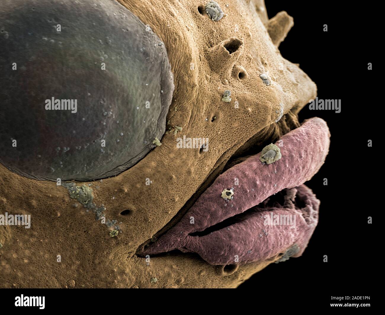 Coloured scanning electron micrograph (SEM) of a Lumpfish larva with ...