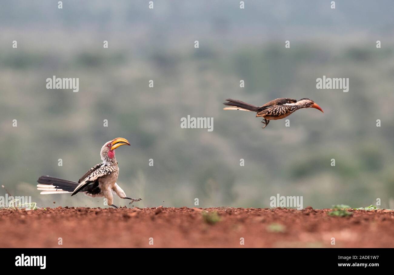 Southern yellow-billed hornbill (Tockus leucomelas) chasing a smaller ...