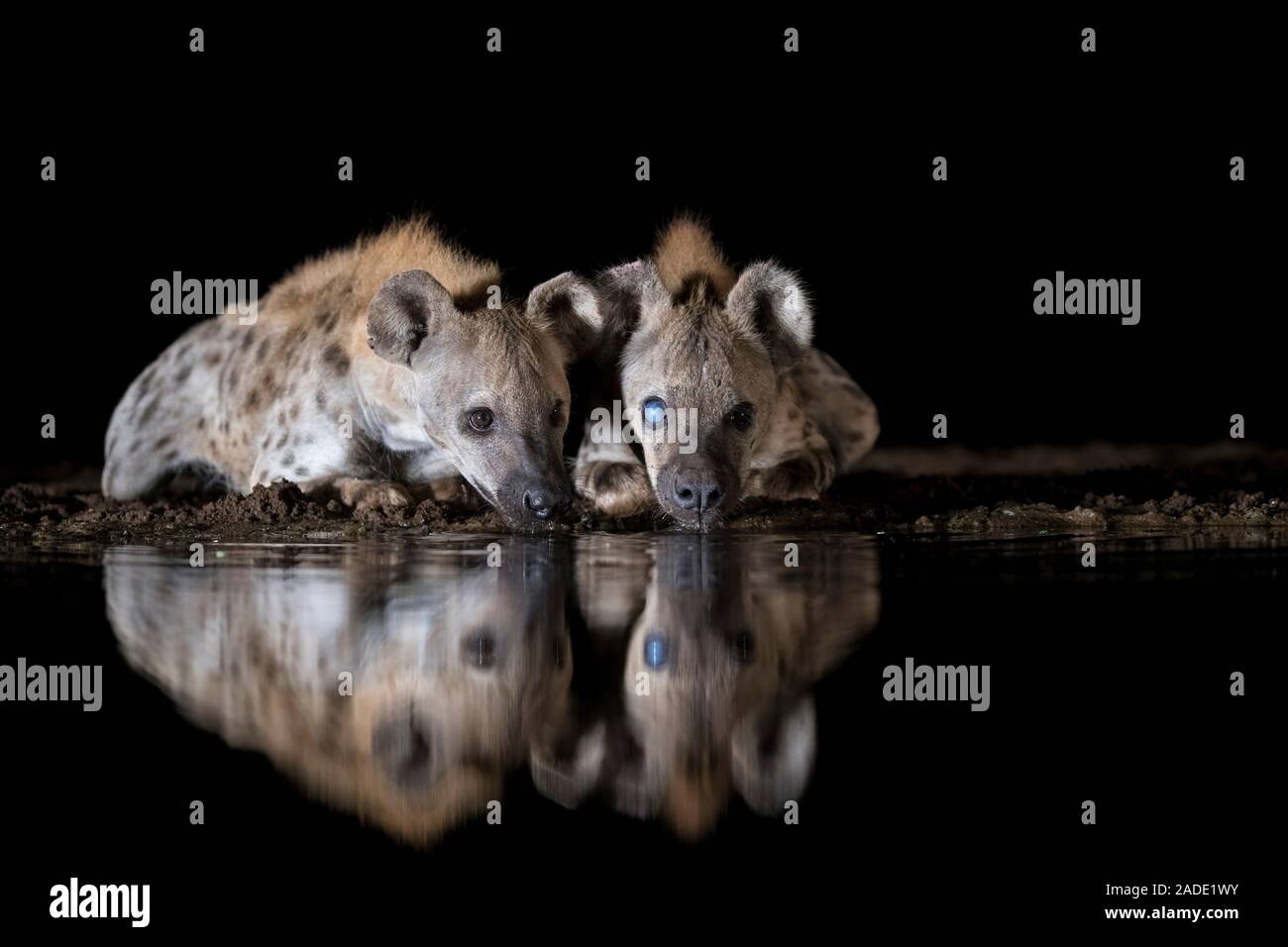 Two female Spotted Hyenas (Crocuta crocuta) drinking at a waterhole at ...