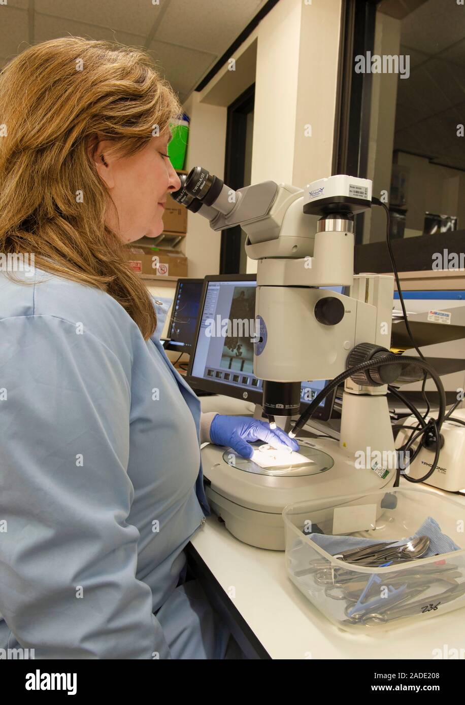 Technician using a light microscope during geoforensic analysis of a ...