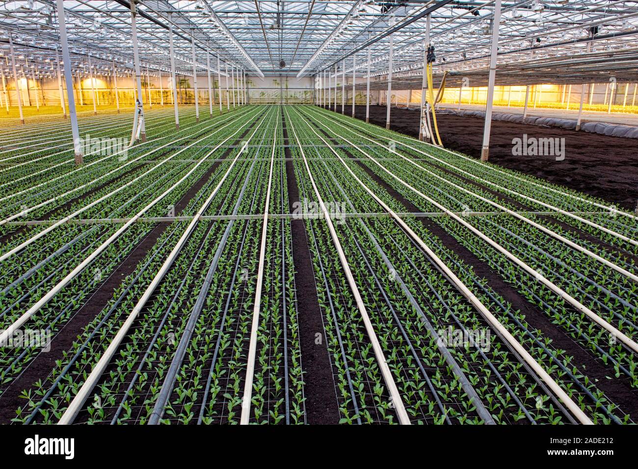 Interior of a commercial horticultural nursery that specialises in year ...