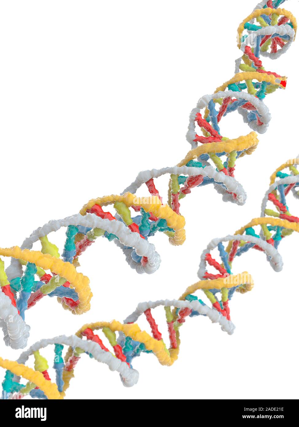 DNA molecules. Computer illustration showing the structure of two ...