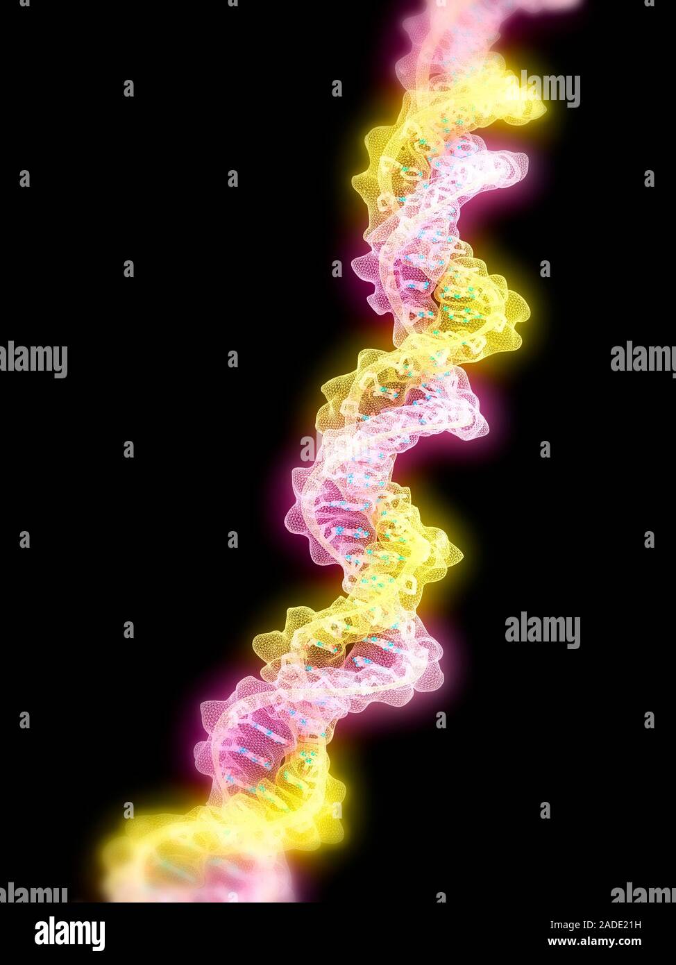 DNA molecule. Computer illustration showing the structure of a molecule of DNA (deoxyribonucleic ...