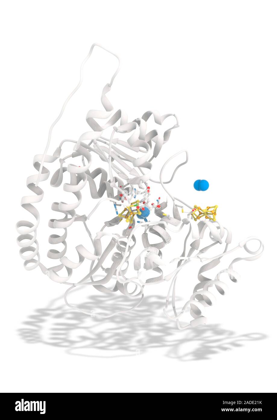Vanadium nitrogenase molecule. Computer illustration showing the ...