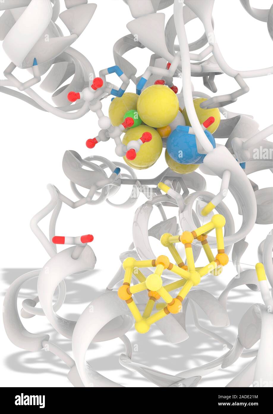 Vanadium nitrogenase molecule. Computer illustration showing the ...
